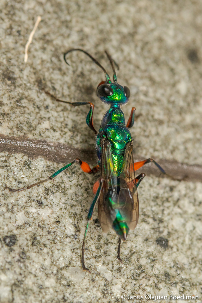 Emerald Cockroach Wasp in December 2019 by Janus Olajuan Boediman ...