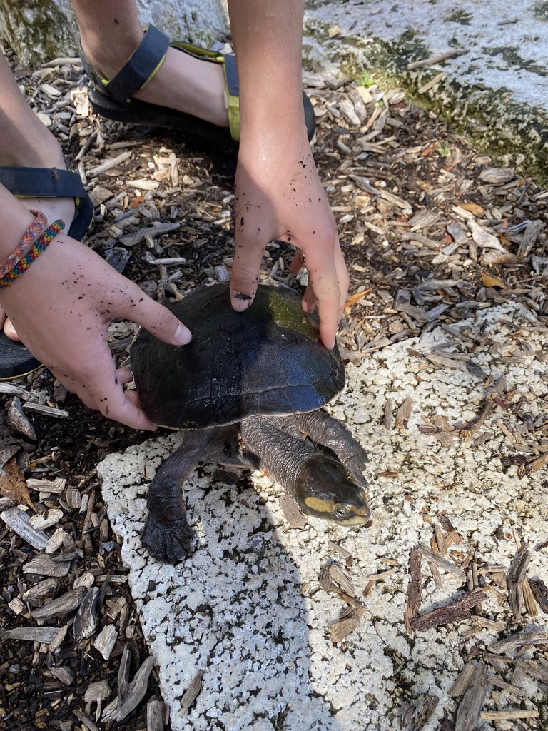 Jardine River turtle from Cow Key, Key West, FL, US on November 13 ...