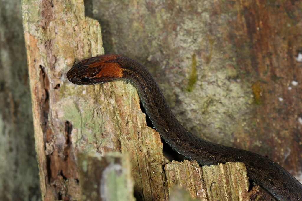 Sapper's Rustyhead Snake from Cockscomb Basin Wildlife Sanctuary on ...