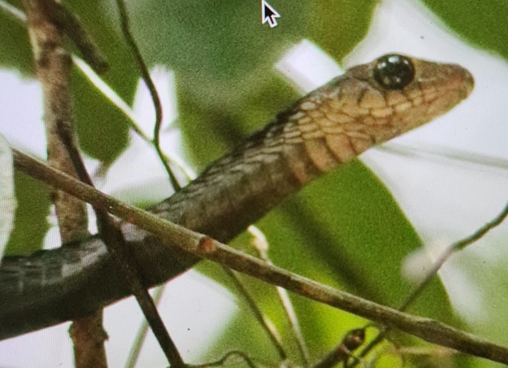 Western Black Tree Snake from Jomoro, Ghana on January 21, 2018 at 01: ...