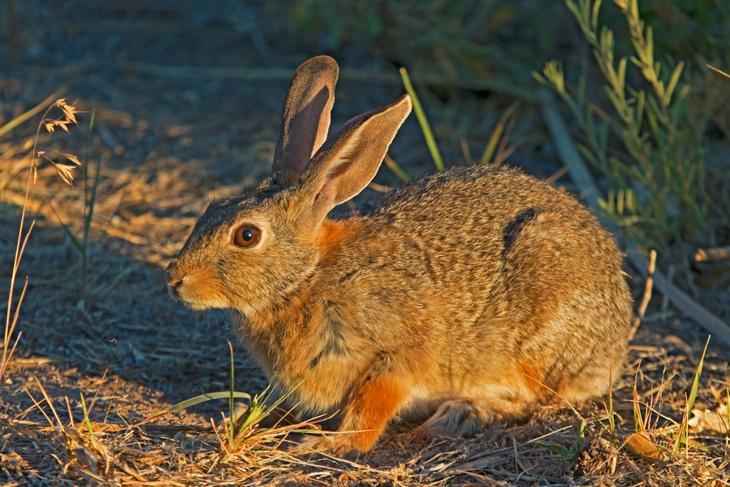 Desert Cottontail from 7500 AZ-89A, Sedona, AZ 86336, USA on June 17 ...