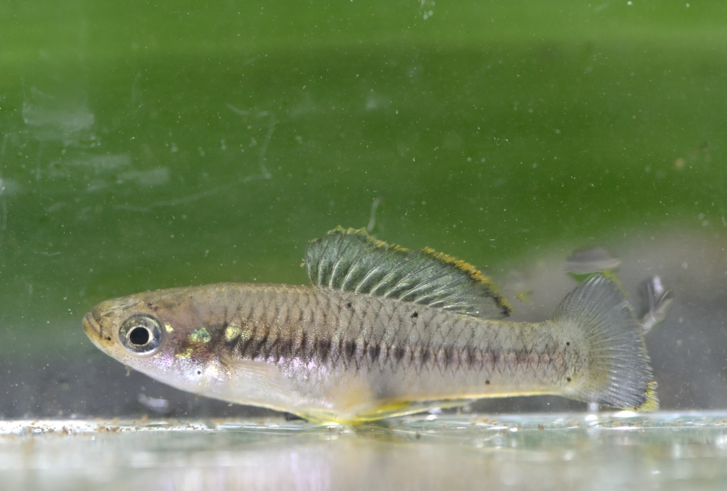 Térraba Toothcarp in January 2022 by Siegfried Baesler · iNaturalist