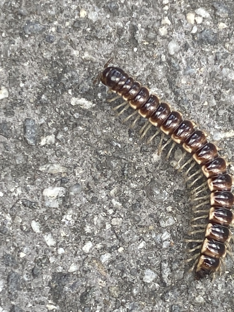 Greenhouse Millipede from Carlaw Park Avenue, Parnell, Auckland, NZ on ...