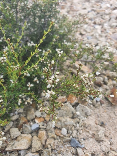 Cryptandra debilis · iNaturalist Mexico