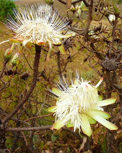 White Tree Woodland Sugarbush (Variety Protea angolensis divaricata ...