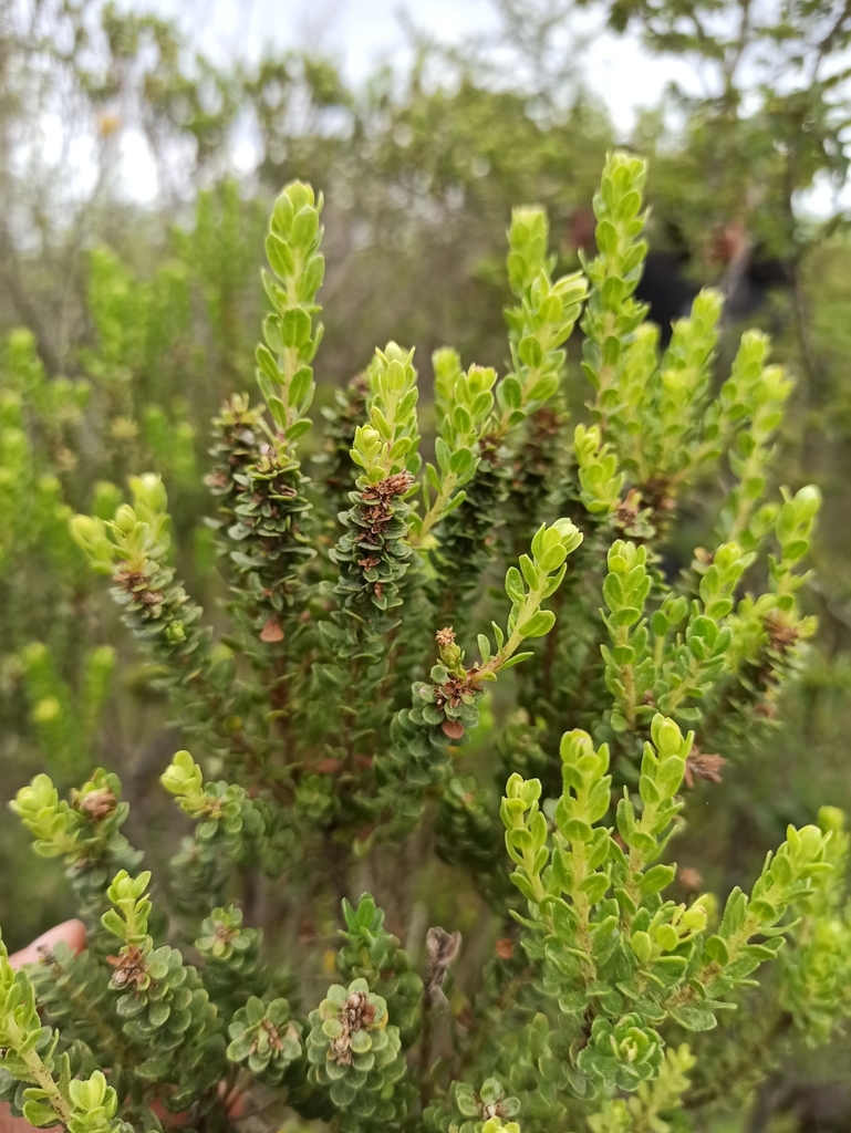 Baccharis patagonica from Puerto Montt, Los Lagos, Chile on January 14 ...