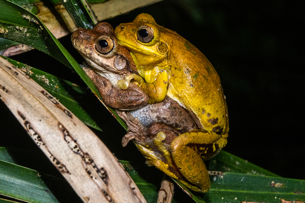 Tyler's Laughing Tree Frog from Bareena Wetland, North Avoca, Central ...