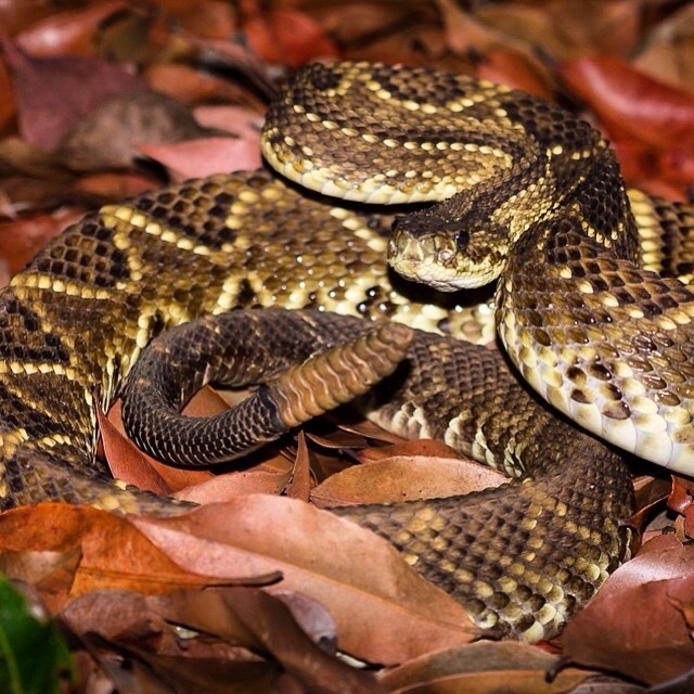 Neotropical Rattlesnake from Novo Progresso, PA, BR on January 19, 2018 ...