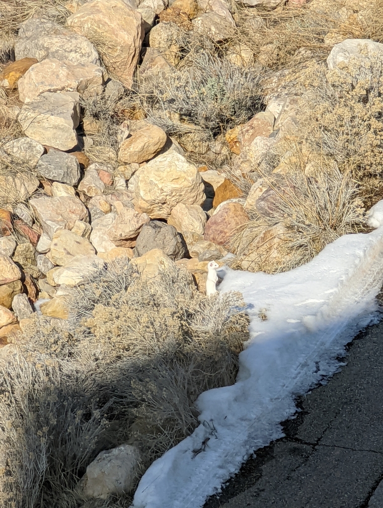 Long-tailed Weasel from University, Salt Lake City, UT, USA on January ...