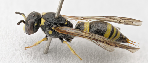 Symmorphus gracilis · iNaturalist