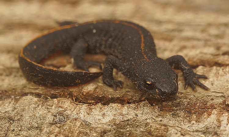 Crested Salamander