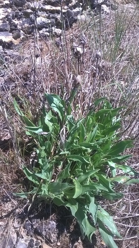 Large-flower Goldenweed (Variety Pyrrocoma carthamoides carthamoides ...