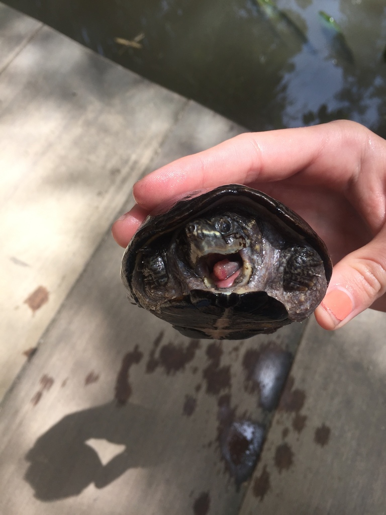 Eastern Musk Turtle from University of California, Los Angeles, Los ...