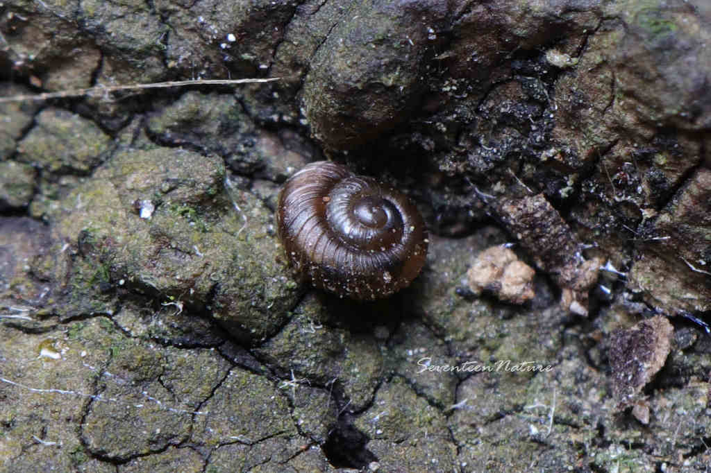 Punctum orphana from 中国江苏省南京市玄武区 on April 28, 2021 at 08:32 AM by 石柒 ...
