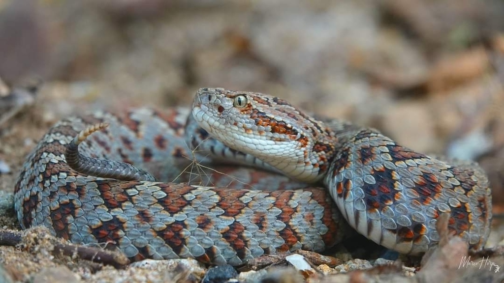 Sinaloan Long-tailed Rattlesnake by Red de Divulgación de Herpetofauna ...