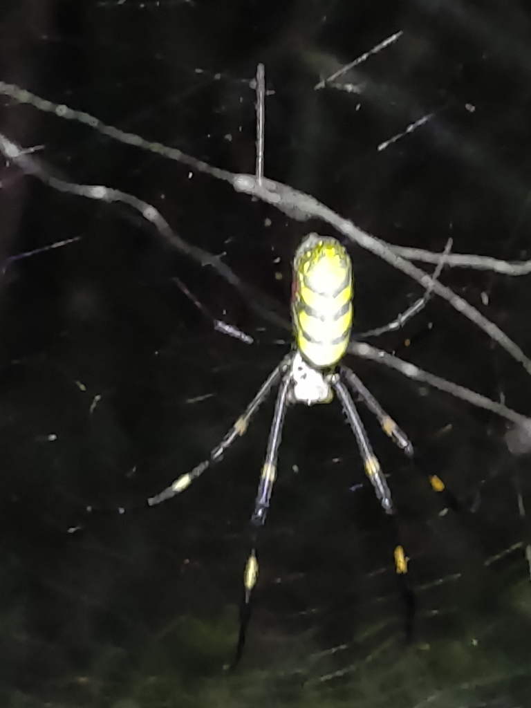 Joro Spider from Nantou, TW-TA, TW on January 20, 2022 at 05:33 PM by ...