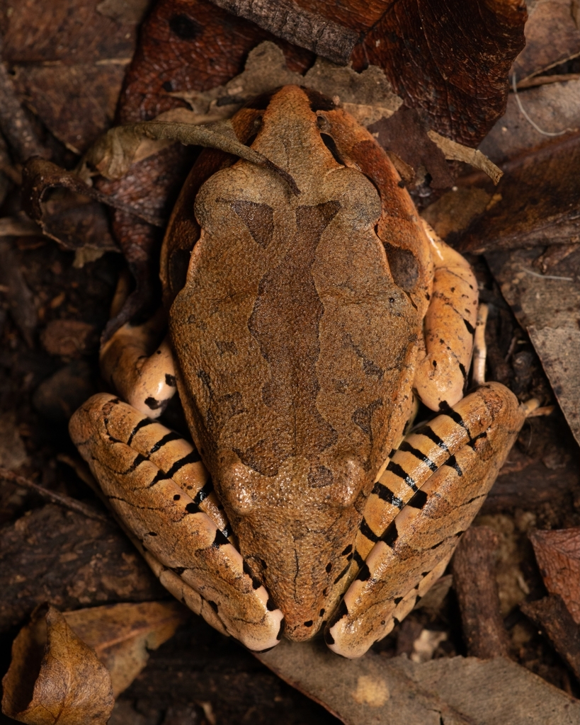 Great Barred-Frog from Mount Byron QLD 4312, Australia on January 15 ...