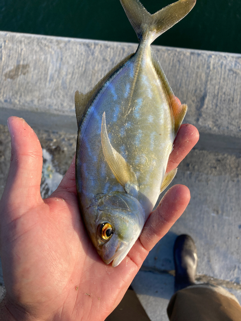 Yellow Jack in October 2020 by Creed Branham · iNaturalist