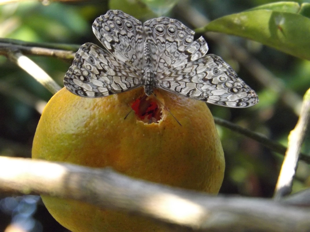 Hamadryas februa ferentina from 92724 El Tecomate, Ver., México on ...