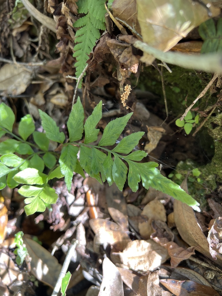 abscised spleenwort in January 2022 by Emily Sessa · iNaturalist