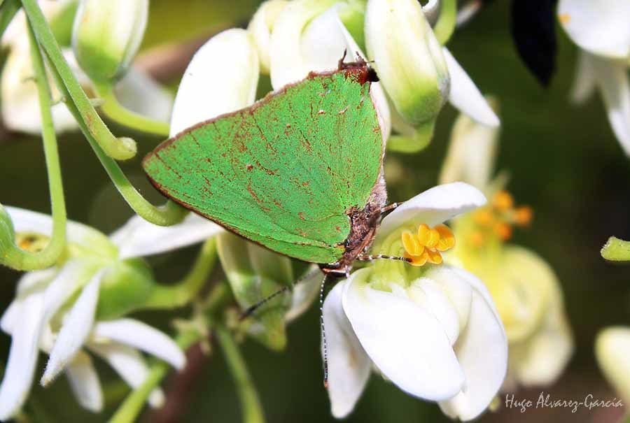 Tropical Greenstreak from 63728 Sayulita, Nay., México on December 27 ...