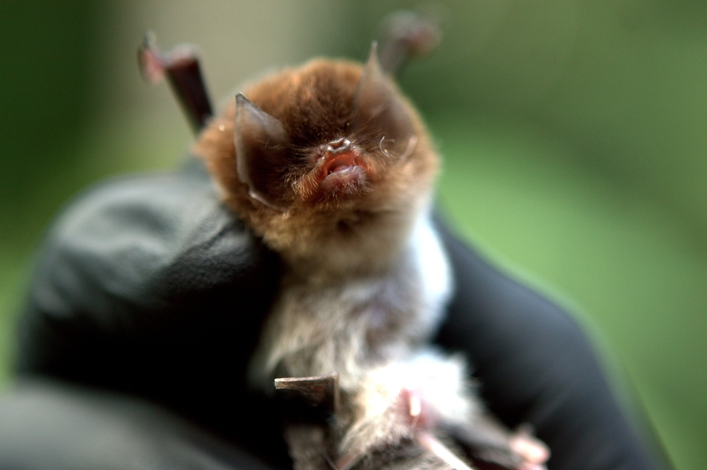 Spix's Disk-winged Bat in January 2022 by Iris Melgar. Encontrado en ...