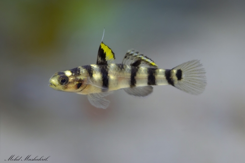 Mugilogobius tigrinus · iNaturalist United Kingdom