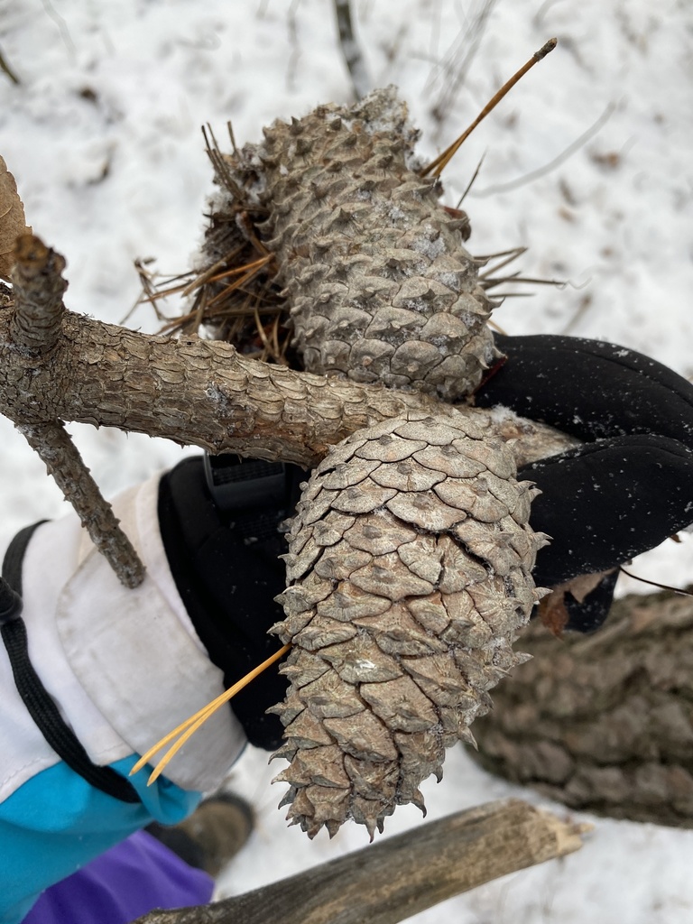 Table Mountain pine from Finger Lakes National Forest, Burdett, NY, US on January 15, 2022 at 01 ...