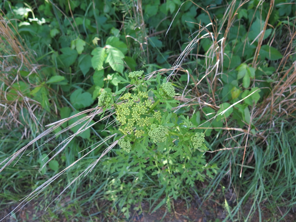 Texas Prairie Parsley from Elmer W. Oliver Nature Park on April 25 ...