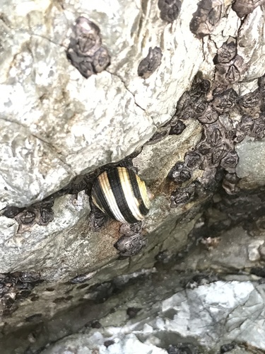 Observations by tigerarkin · iNaturalist