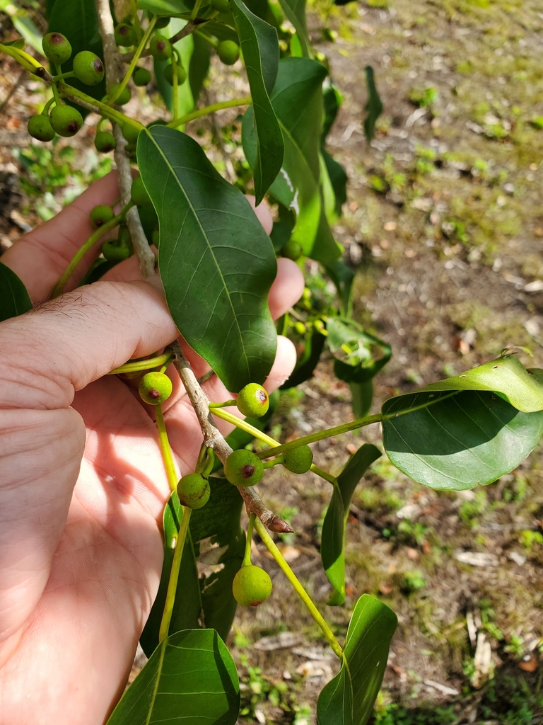 Shortleaf Fig from Jerome, FL 34141, USA on January 21, 2022 at 01:23 ...
