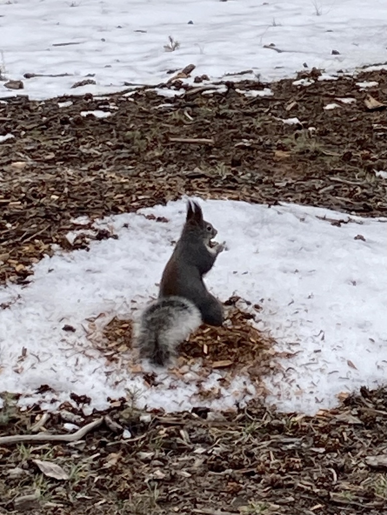 Abert's Squirrel from Grand Canyon National Park South Rim, Grand ...