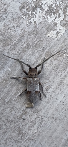 Oncideres canidia · iNaturalist