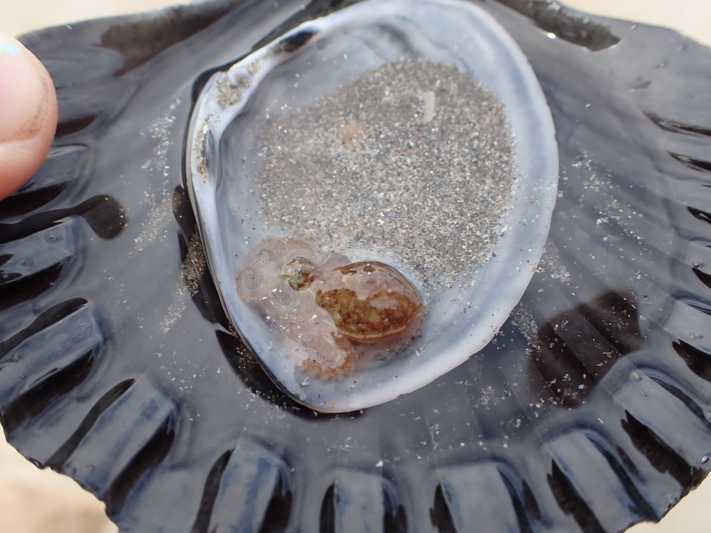 Southern Keeled Octopus from Frederick Henry Bay, Sandford, TAS, AU on ...