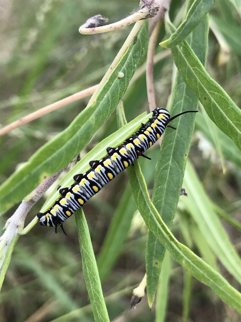 Lesser Wanderer from Glamorgan Vale, QLD, AU on January 22, 2022 at 05: ...