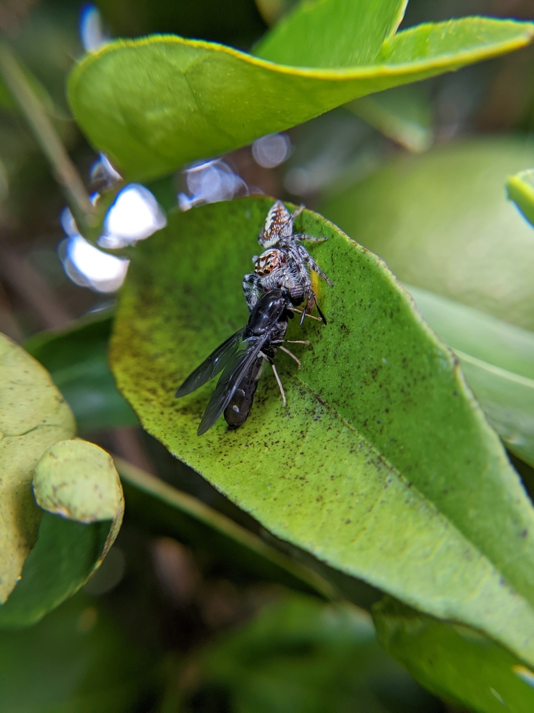 Massive Garden Jumping Spider from Wilston QLD 4051, Australia on ...
