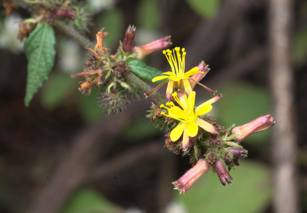 Chinese Bur from Sahakar Nagar, Bengaluru, Karnataka, India on January ...