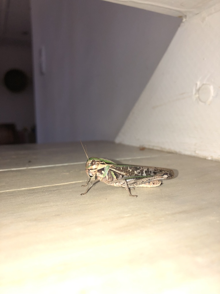 Migratory Locust from WC, ZA on January 21, 2022 at 12:12 PM by Aaron ...