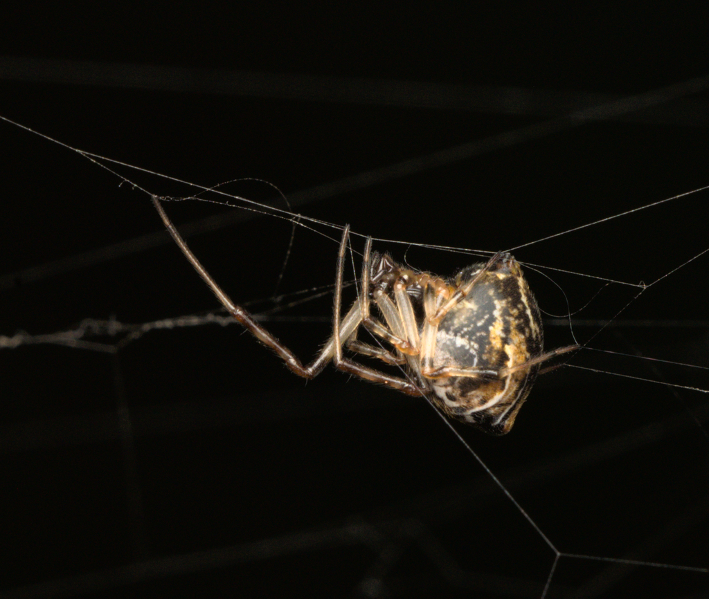 Cobweb Spiders from Vignana Kendra, Bengaluru, Karnataka, India on ...