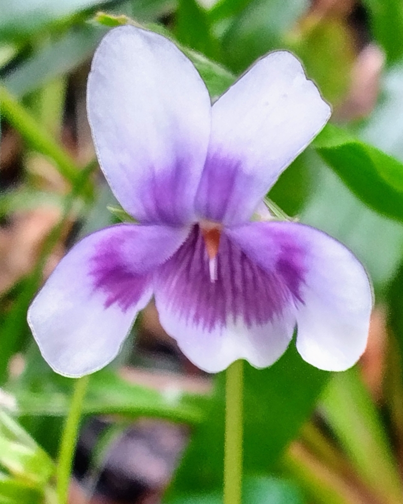 Ivy Leaved Violet from Speewah on January 22, 2022 at 11:14 AM by ...