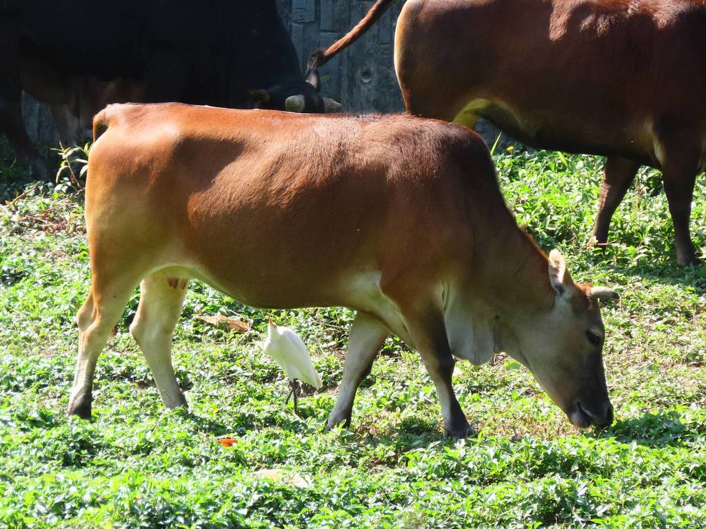 Cattle from Long Valley, Sheung Shui, Hong Kong on January 20, 2022 at ...