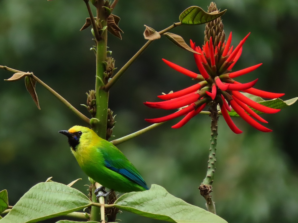 Blue-winged Leafbird from Tai Po Kau Nature Reserve, Tai Po, Hong Kong ...