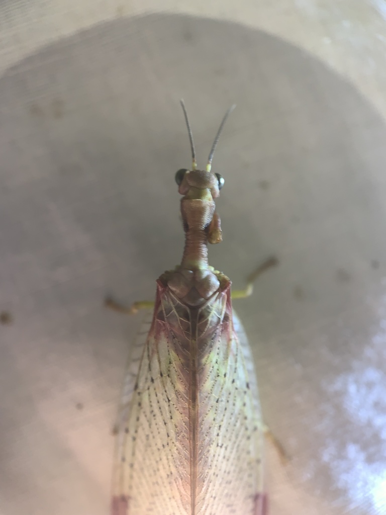 Ditaxis meridiei from Main Ridge Nature Conservation Reserve, Main ...