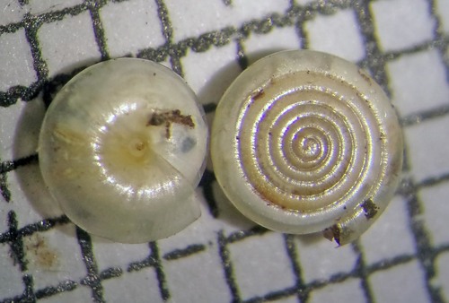 Vitrea saboorii · iNaturalist