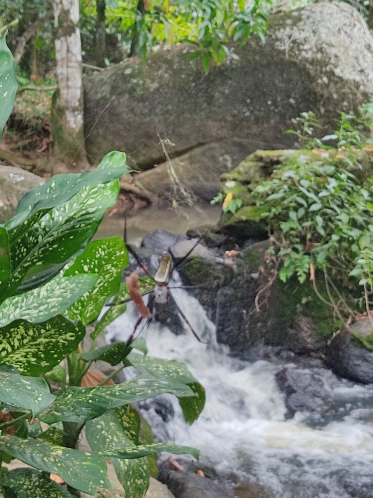 Golden Silk Spider from João Neiva, ES, Brazil on January 22, 2022 at ...