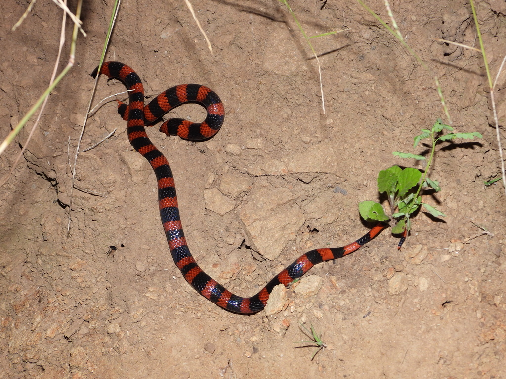 Roatán Coralsnake in January 2022 by Joel Amaya · iNaturalist