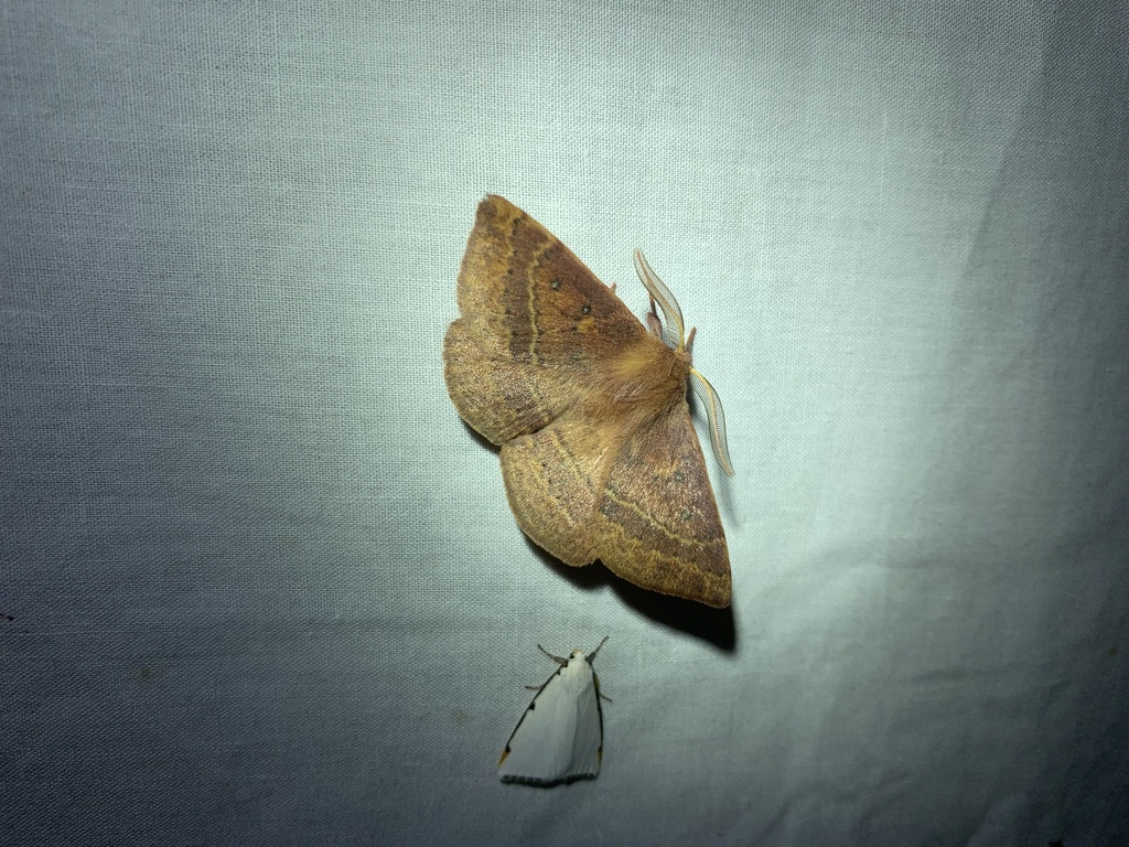 Anthela repleta from Main Ridge Nature Conservation Reserve, Main Ridge ...