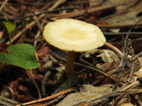 Observations by wanderingnaturalist · iNaturalist