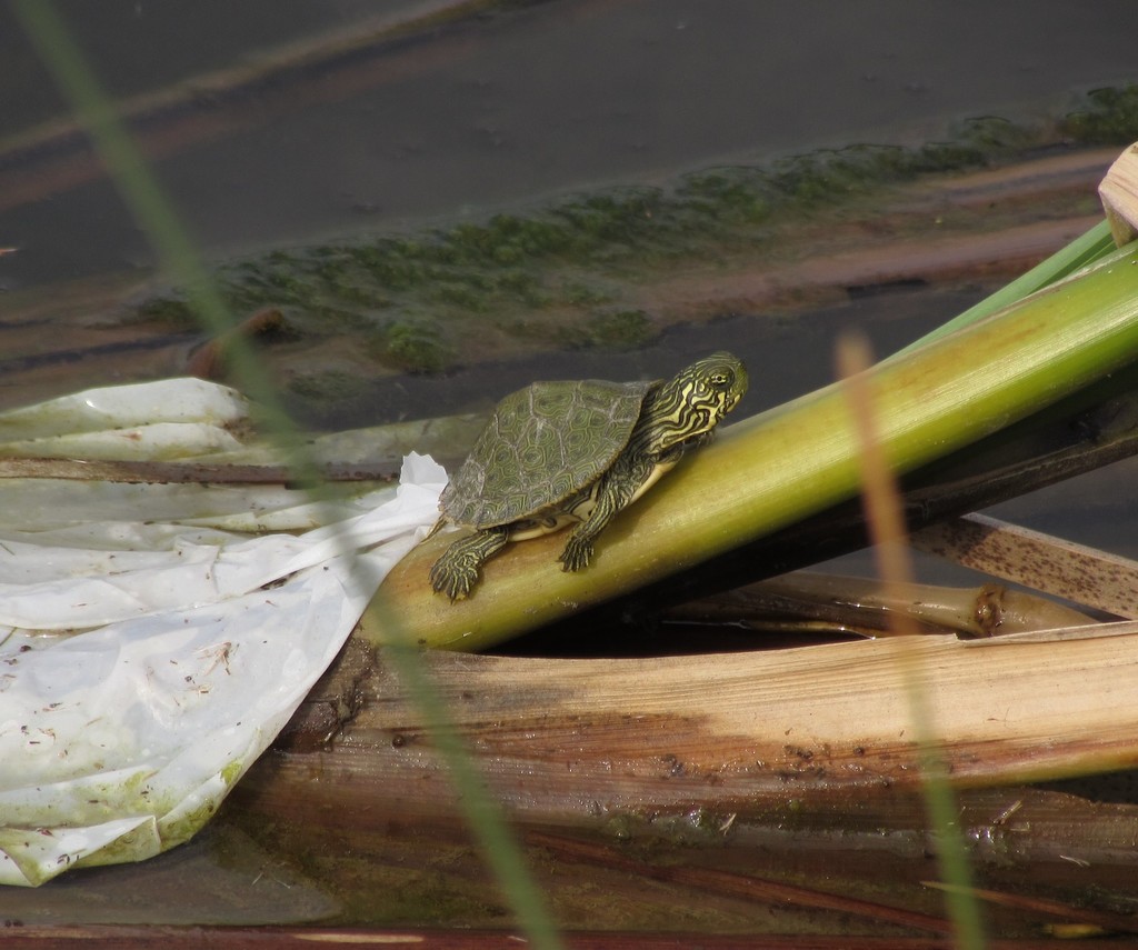 Texas Cooter from Ryans Crossing, Round Rock, TX 78665, USA on December ...