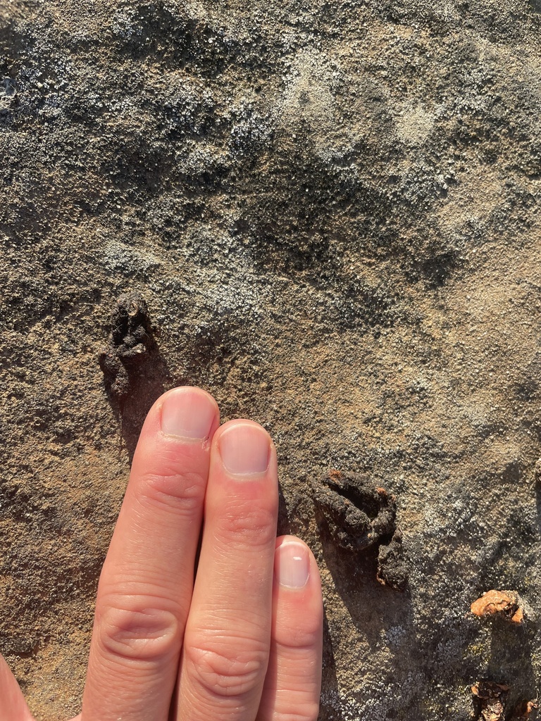 Ringtail in January 2022 by Jack Harrison. Ringtail scat. Tracks ...